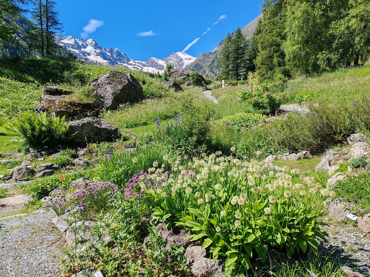 'La scienza in fiore' e i 70 anni del Giardino Botanico Alpino ...