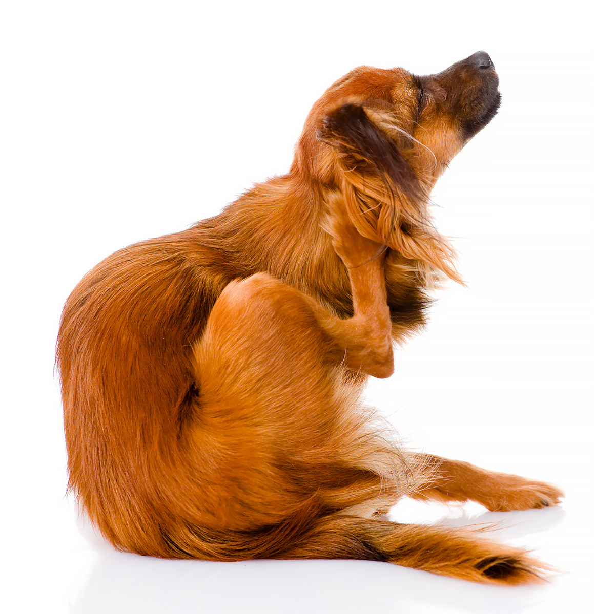 Dermatite Allergica da morso di pulce - La Prima Linea