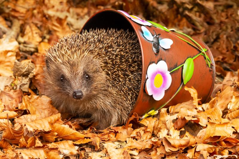 Cosa fare se si trova un riccio ferito? - La Prima Linea